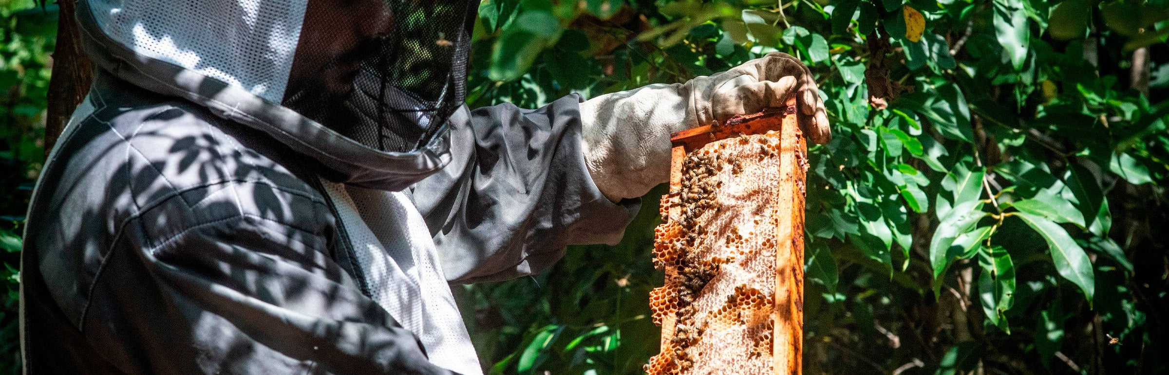 Beeva Brazil - Inovação Sustentável e Soluções para a Apicultura